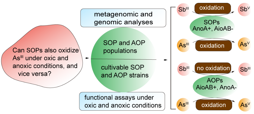 微生物SbIII与AsIII氧化途径互作之谜被解析-中国地质大学（武汉）科学技术发展院